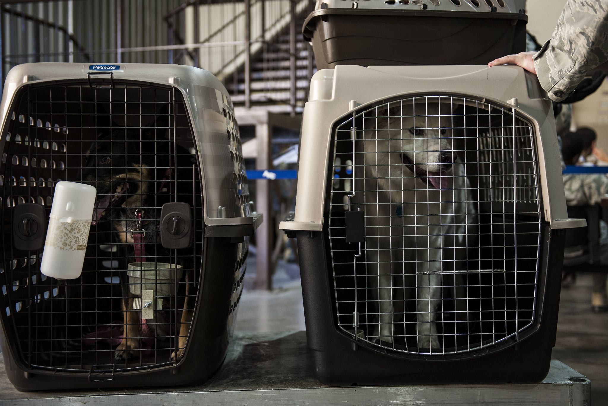 What do I Need to Become a USDA-Certified Pet Transporter?