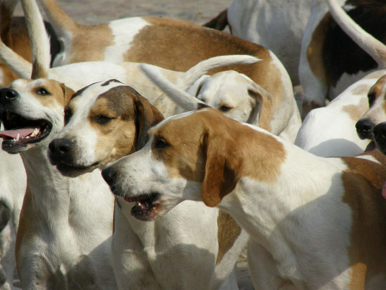 Why You Might Need A Helping Hand With Sporting Dog Transportation
