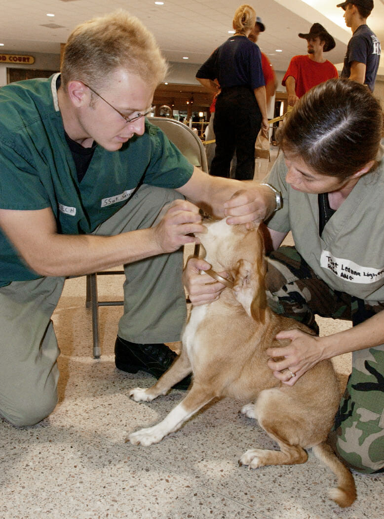 How To Prep Your Pets For An Emergency Evacuation - CitizenShipper Blog ...