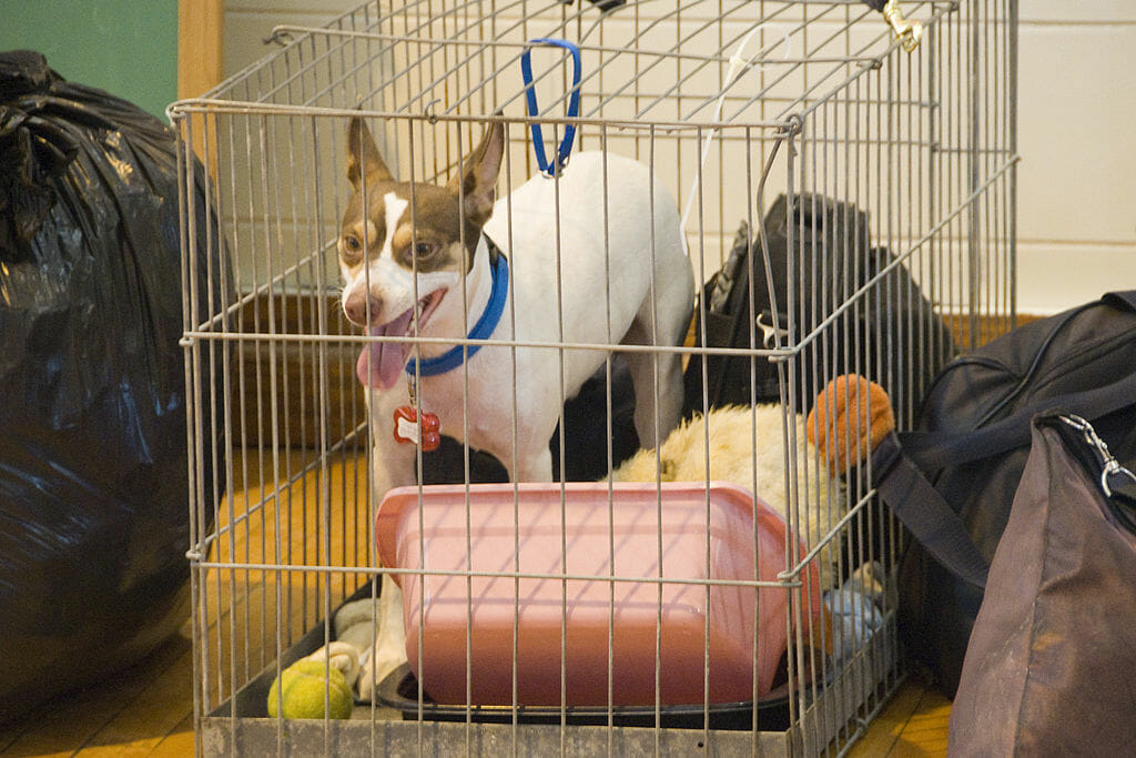 How To Prep Your Pets For An Emergency Evacuation - CitizenShipper Blog ...