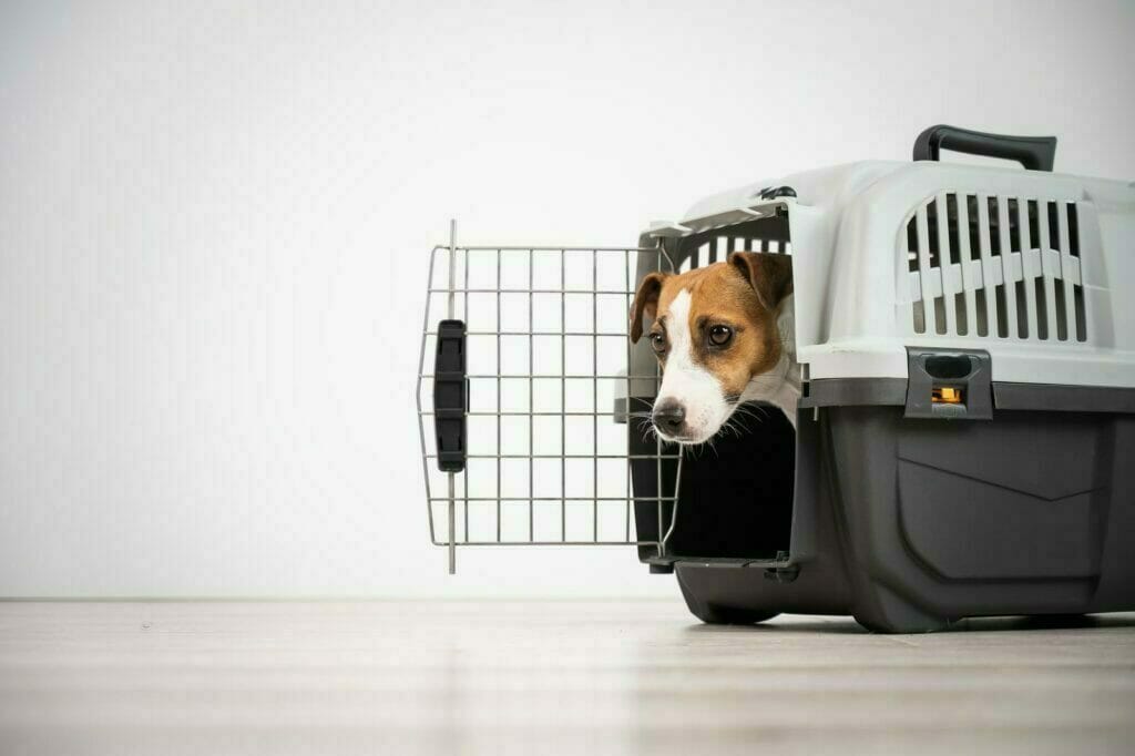 How to Ship a Dog to Another State: Pet Transport Guide 2026