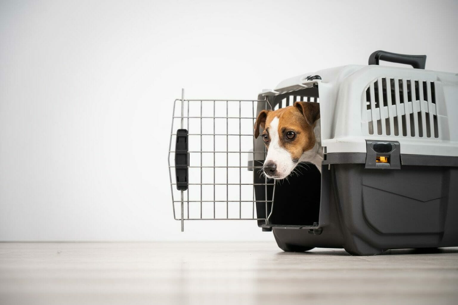 How to Ship Animals to Another State? Moving Pets State to State