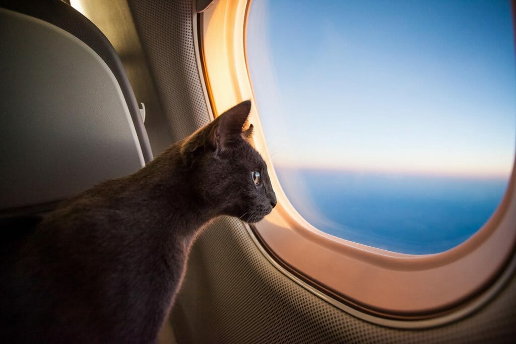 How to Ship a Cat by Air and How Much Does it Cost?