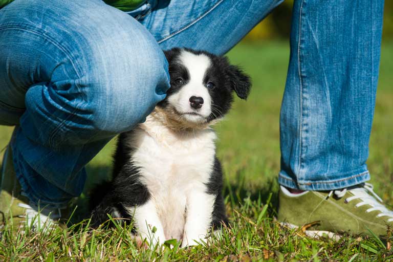 Can You Send A Puppy Through Mail And Other Unusual Questions 