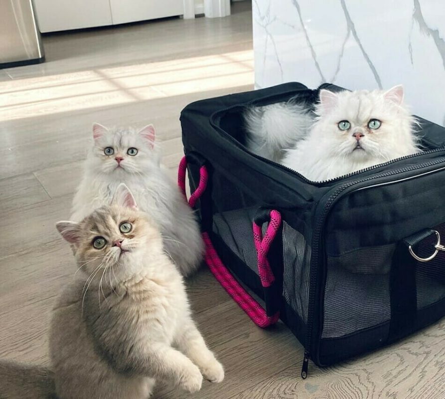 6 Best Cat Carriers in 2025: How to choose the Right Carrier?