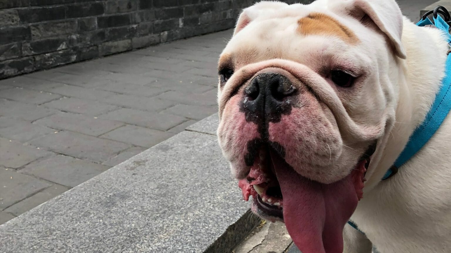 How to Ship Animals to Another State? Moving Pets State to State