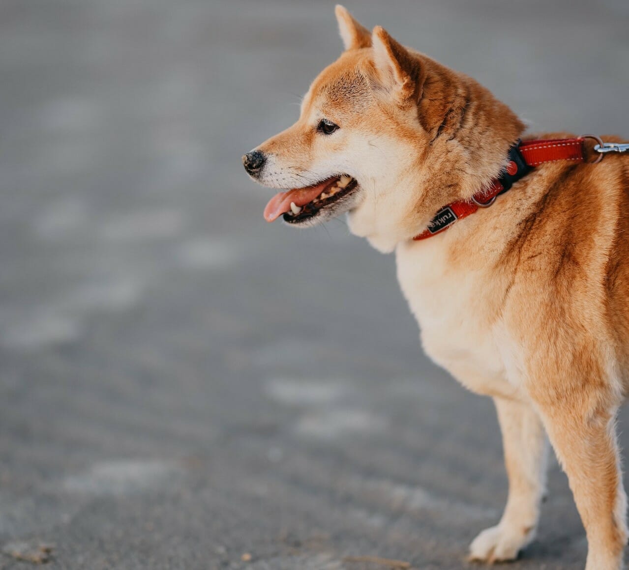 Pet Cargo Myths and Facts You Need to Know