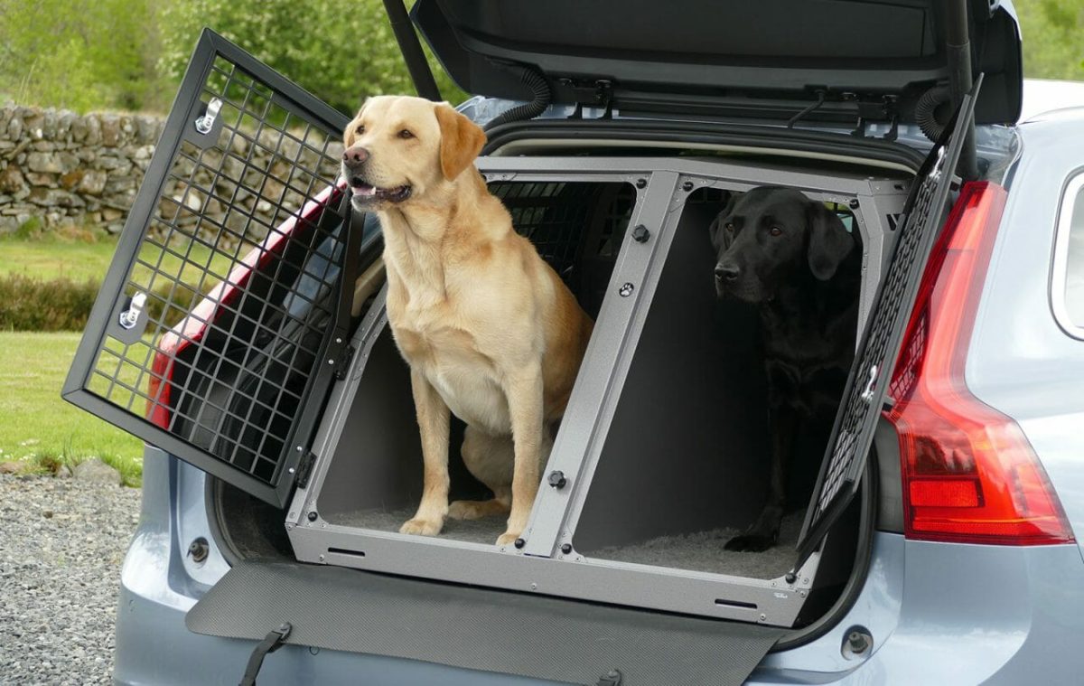 How to Start a Pet Transport Business | CitizenShipper