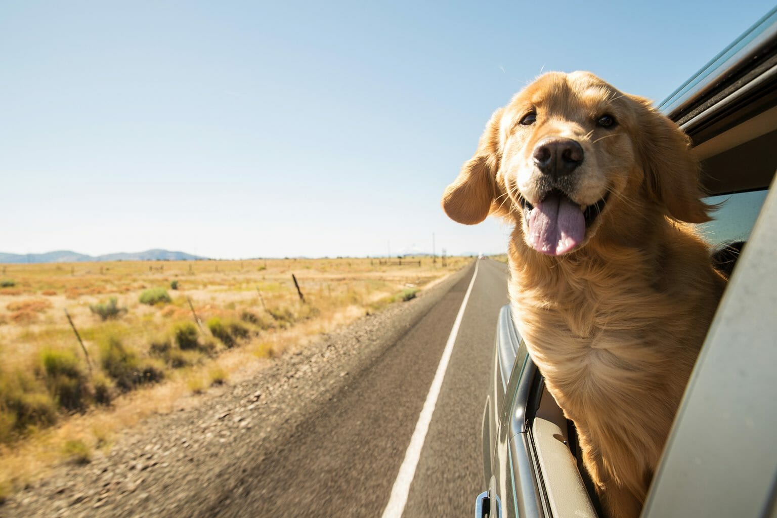Everything You Need to Know About Making Stops on the Road With Dogs