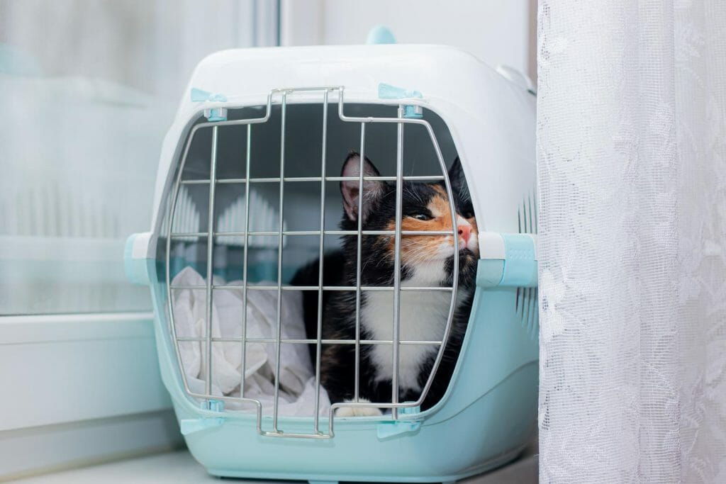 How to Safely Transport Cats Long Distance