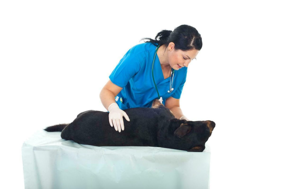 Health Testing for Dogs Before Breeding - CitizenShipper Blog