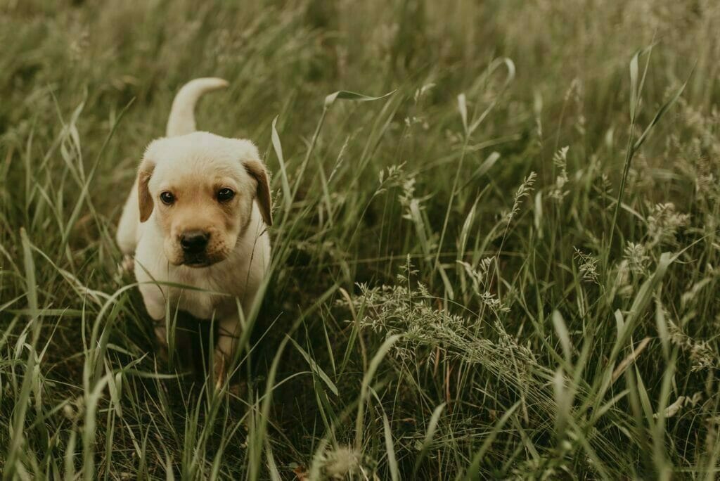 What To Expect During a Puppy's First 12 Weeks of Life