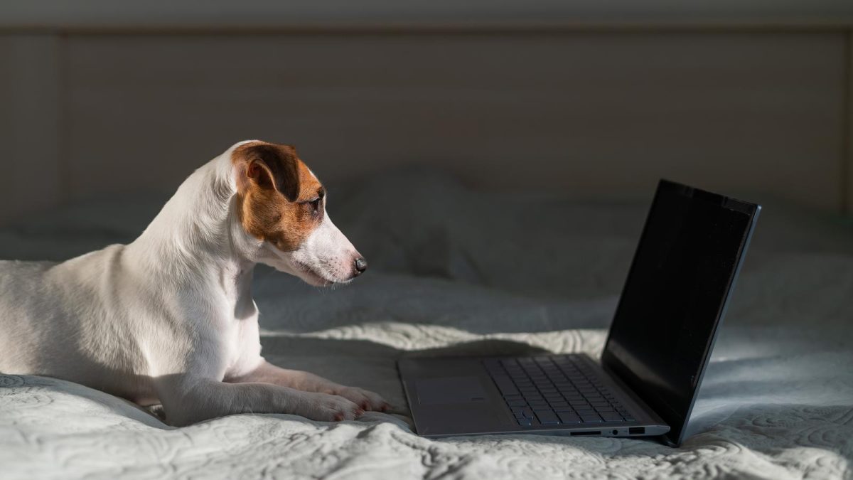 The Best Dog YouTube Channels - CitizenShipper Blog