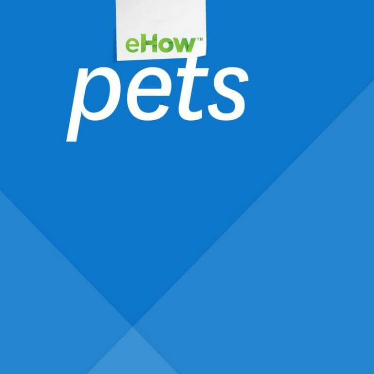 The Best Dog YouTube Channels - CitizenShipper Blog