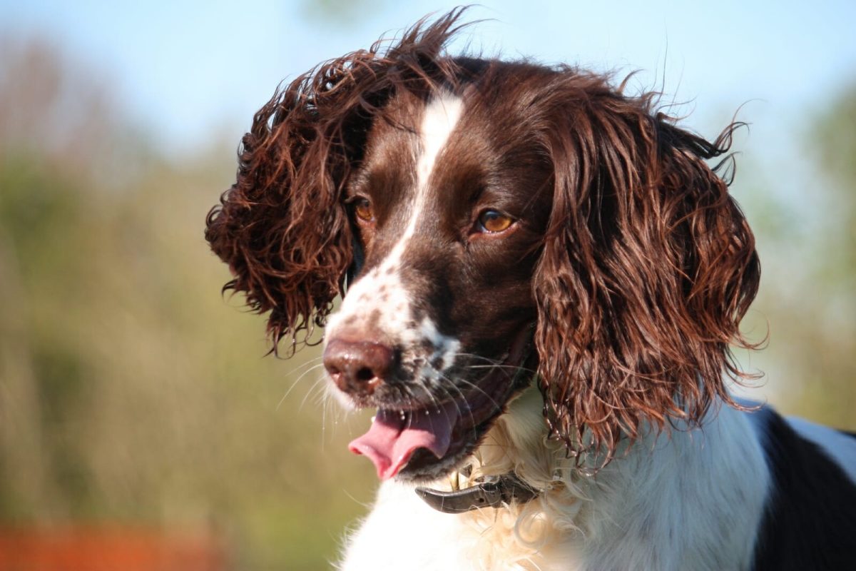 Explaining AKC Sporting Group Dogs - CitizenShipper Blog