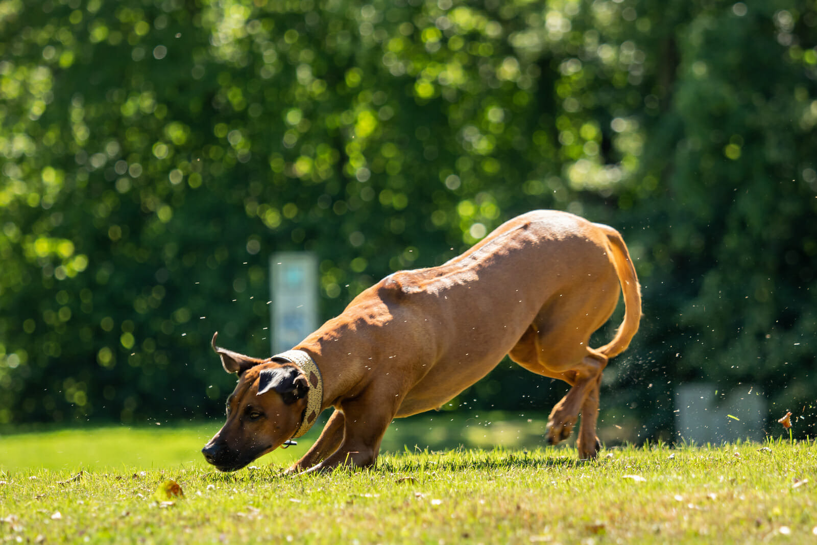 The 10 Best Dog Breeds for Protection
