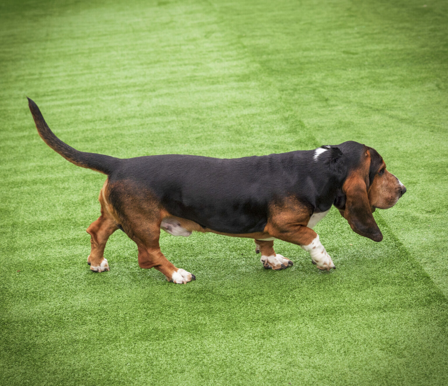 Explaining AKC Hound Group Dogs - CitizenShipper Blog