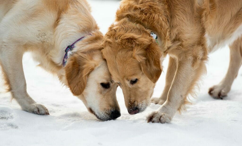 Explaining AKC Sporting Group Dogs - CitizenShipper Blog