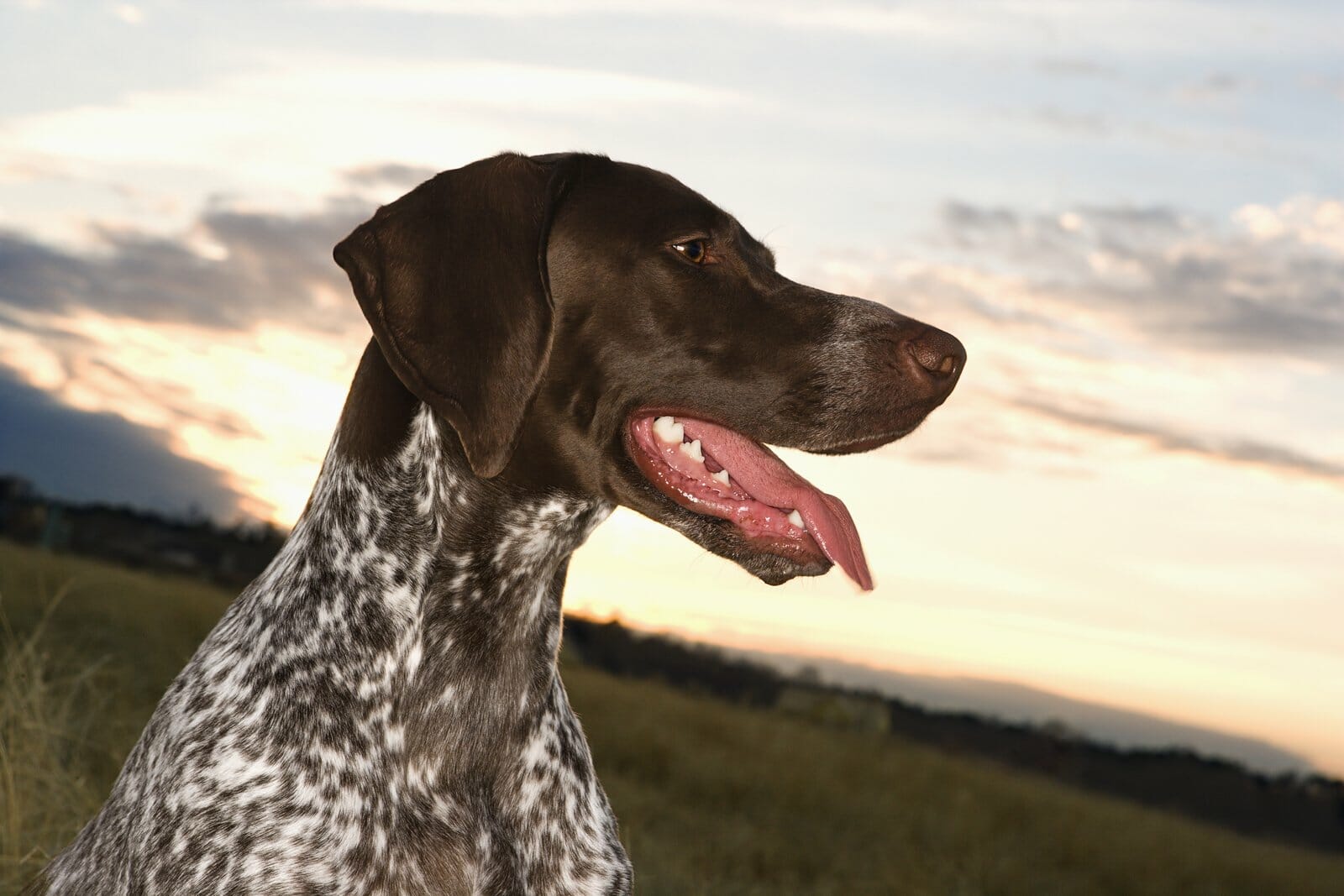 Explaining AKC Sporting Group Dogs - CitizenShipper Blog