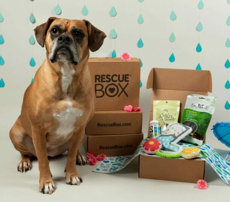22 Awesome Dog Subscription Boxes - CitizenShipper Blog