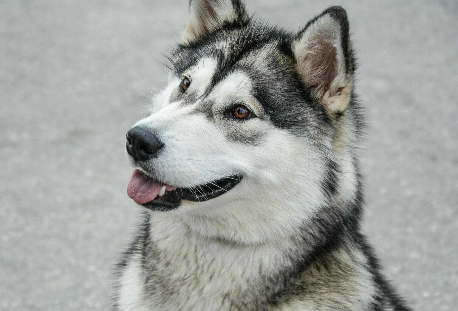 10 Most Vocal Dog Breeds That Love to Chat with Their Owners