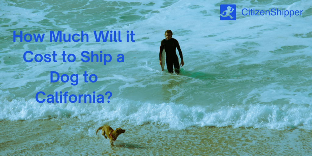 How Much Does It Cost to Ship a Dog to California? (2026)