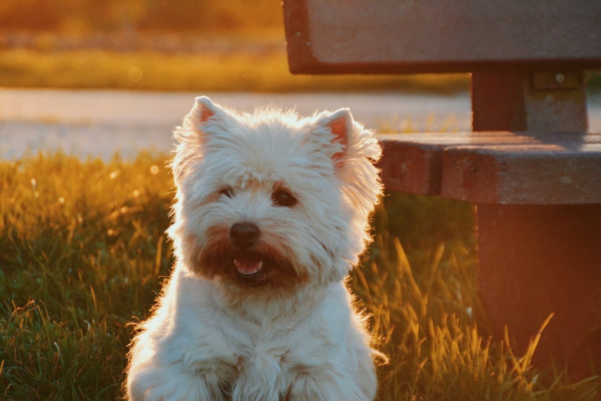 AKC Terrier Group Dogs - CitizenShipper Blog