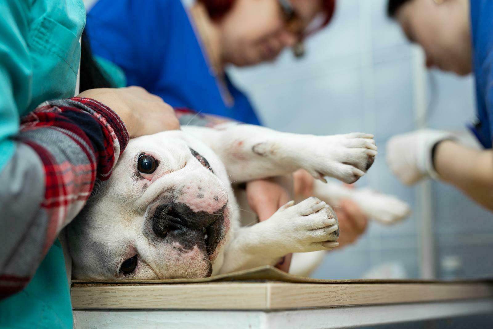 The Average Pet Delivery Service Cost - CitizenShipper Blog