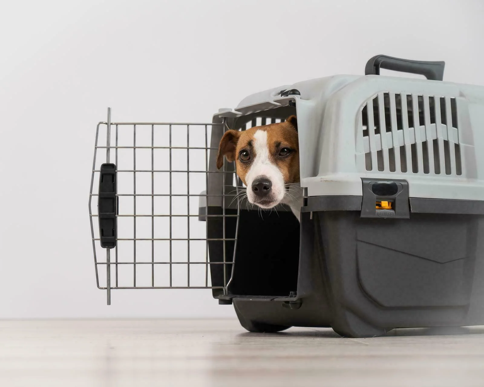 How Do You Get A Dog Shipped To You