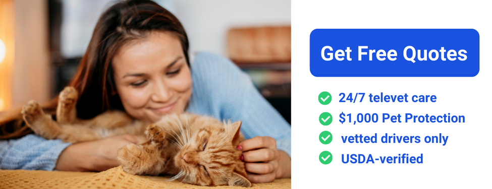 How to ship a cat by air and how much does it costs? - CitizenShipper Blog