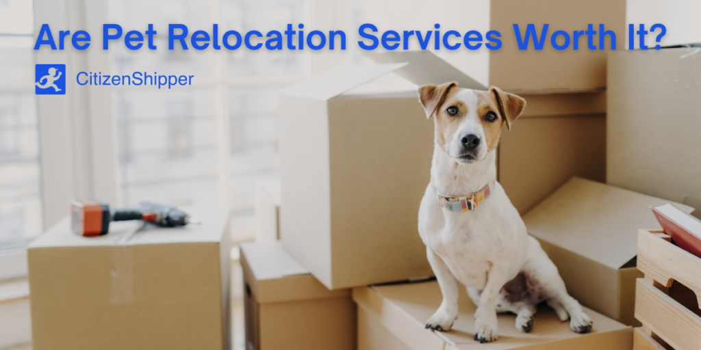 Are Pet Relocation Services Worth It?