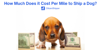 How Much Does it Cost Per Mile to Ship a Dog?