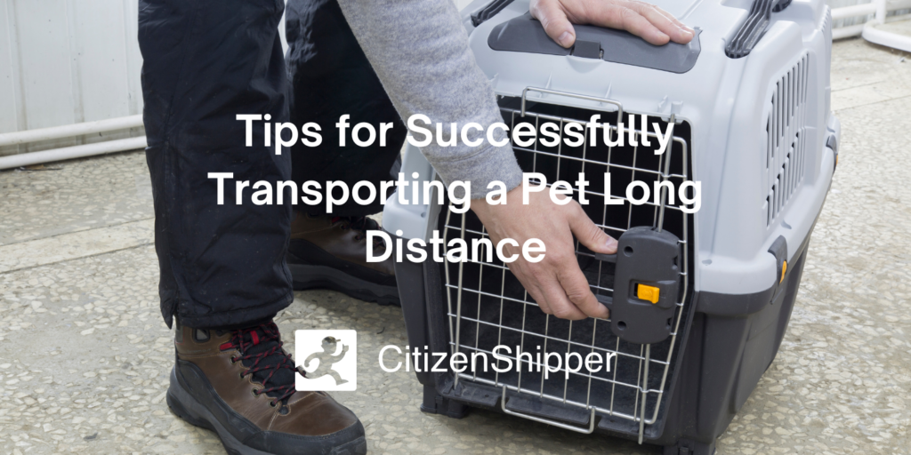 Tips for Transporting a Pet Long Distance - CitizenShipper Blog