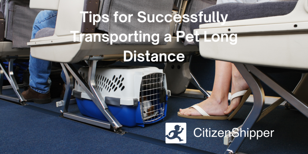 Shipping a Pet Internationally: What to Expect - CitizenShipper Blog