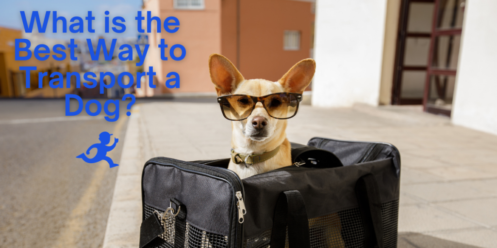 What is the Best Way to Transport a Dog?
