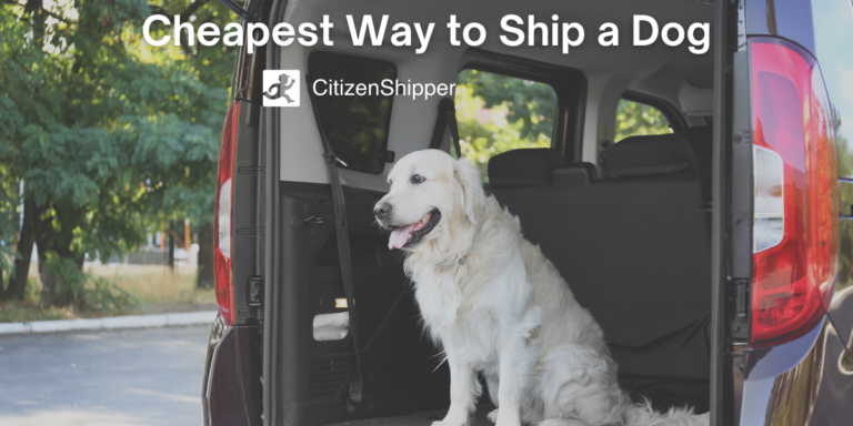 What is the Best Way to Transport a Dog?