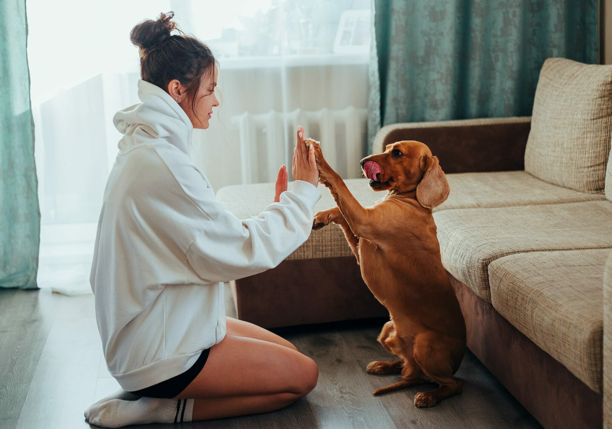 Cost to Ship: Pet Transport Cost Calculator - CitizenShipper Blog