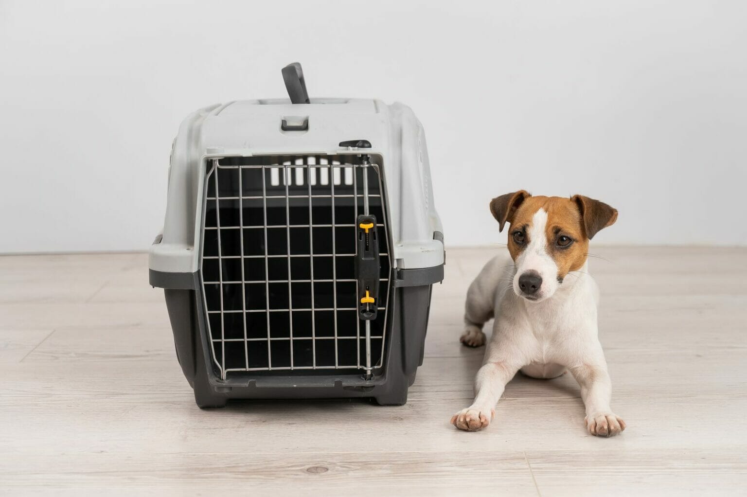 Animal Transport Service to All 50 States - CitizenShipper Blog