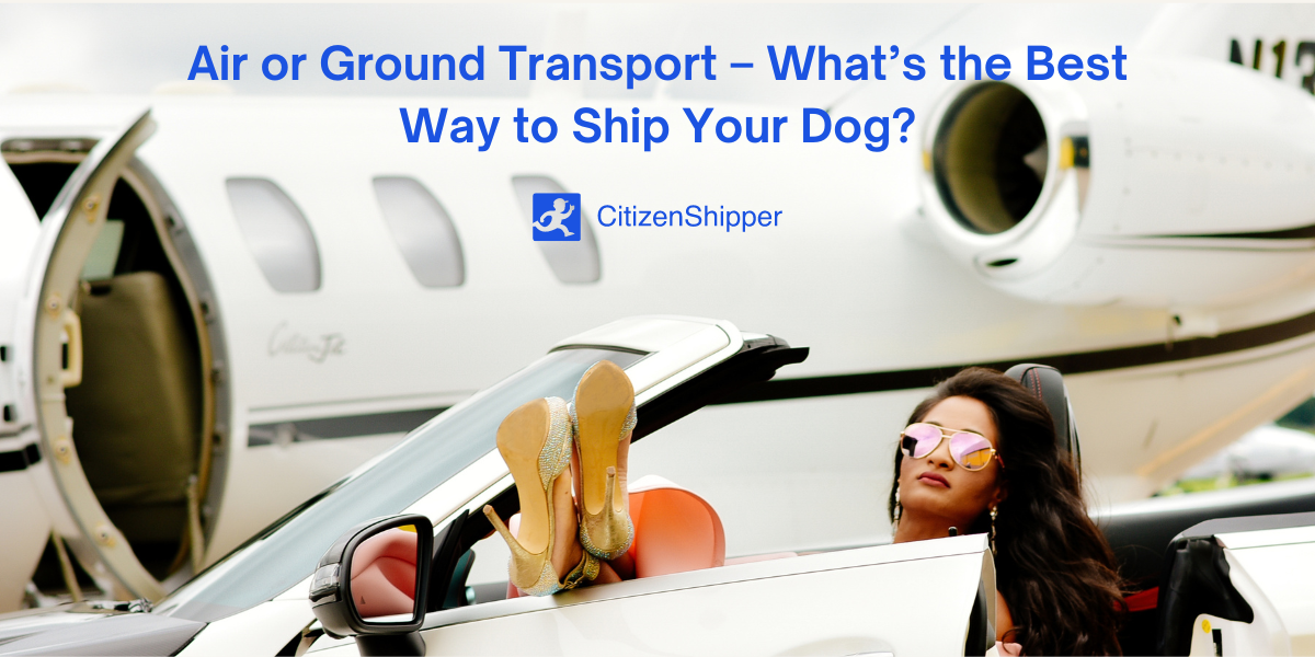 How to Ship Your Dog By Plane