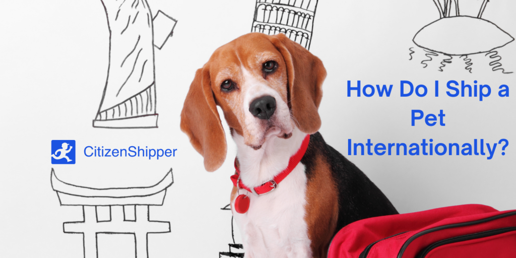 How do I Ship a Pet Internationally?