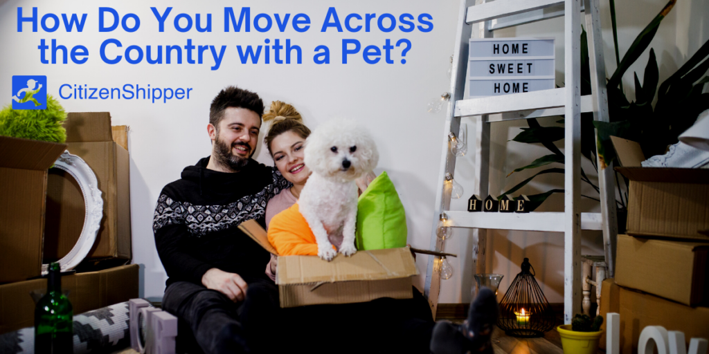 How To Move Your Pet to Another City - CitizenShipper Blog