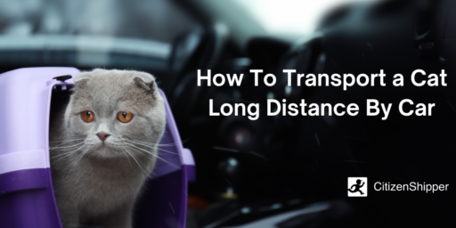9 Tips Before You Transport a Cat Long Distance By Car