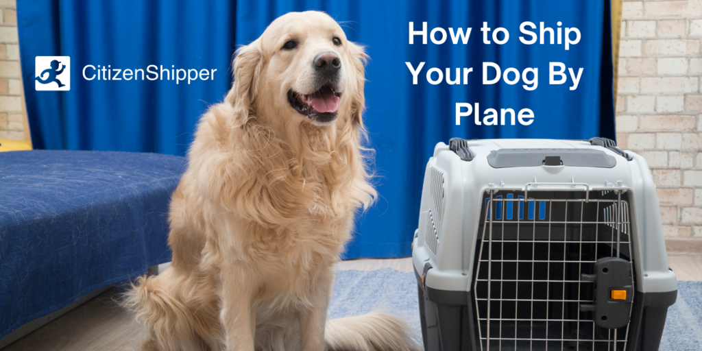 How to Ship Your Dog By Plane