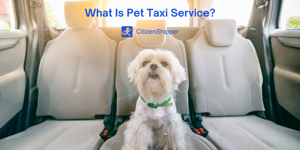 What Is Pet Taxi Service?