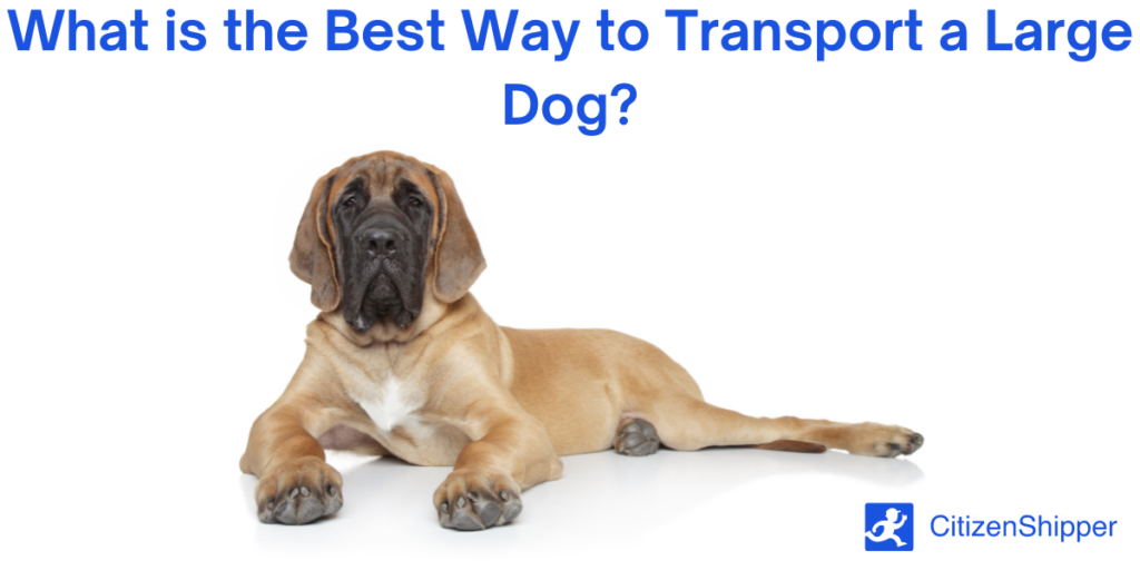 What is the Best Way to Transport a Large Dog?
