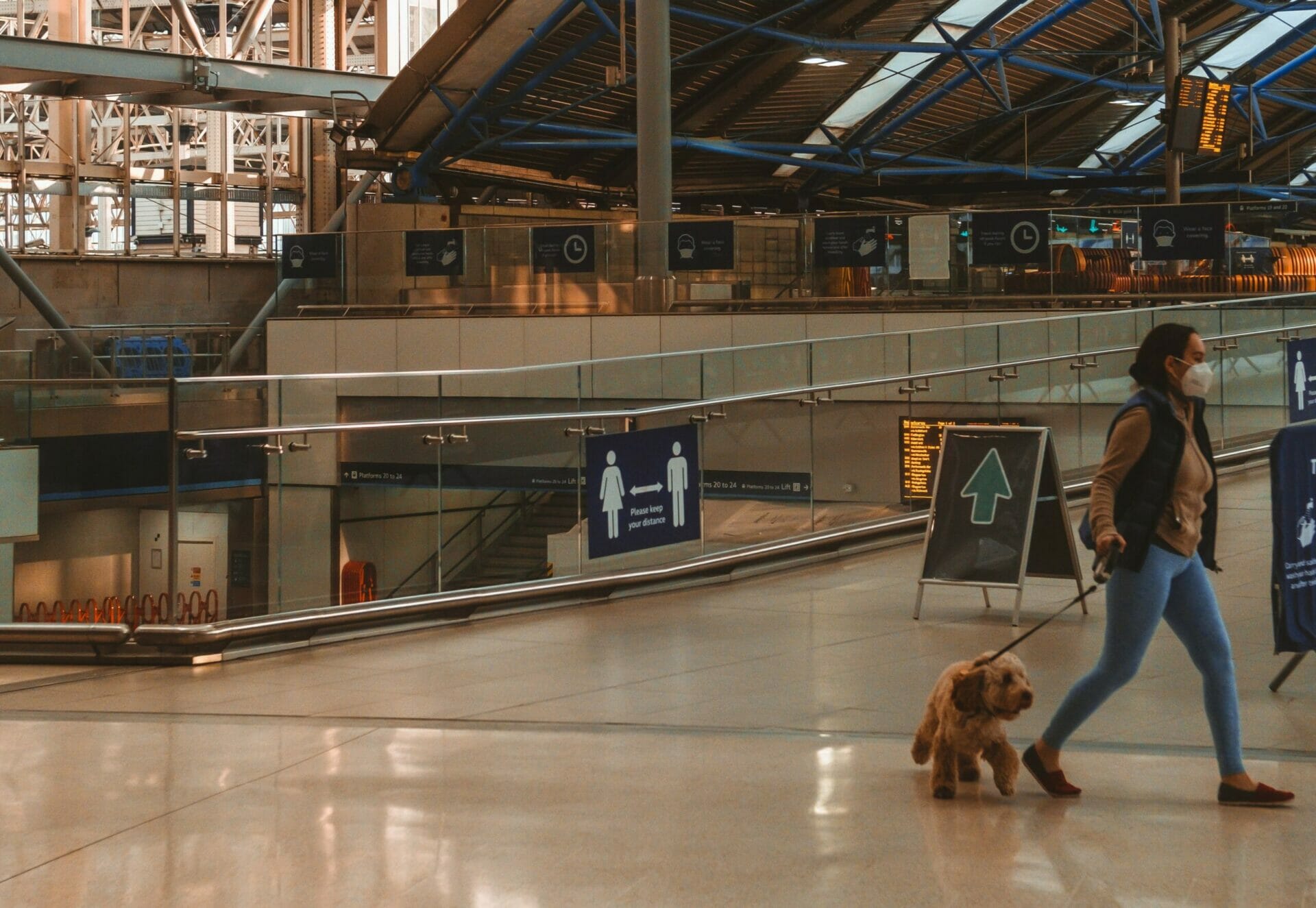 What to Expect When Flying with a Dog - CitizenShipper Blog