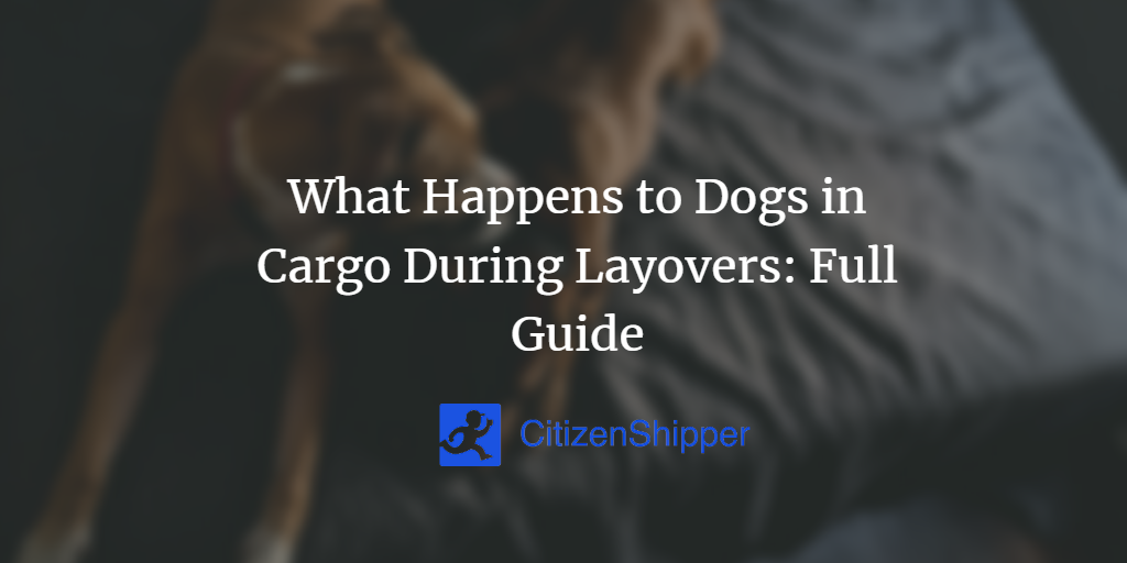 What Happens to Dogs in Cargo During Layovers? Safety Risks & Tips