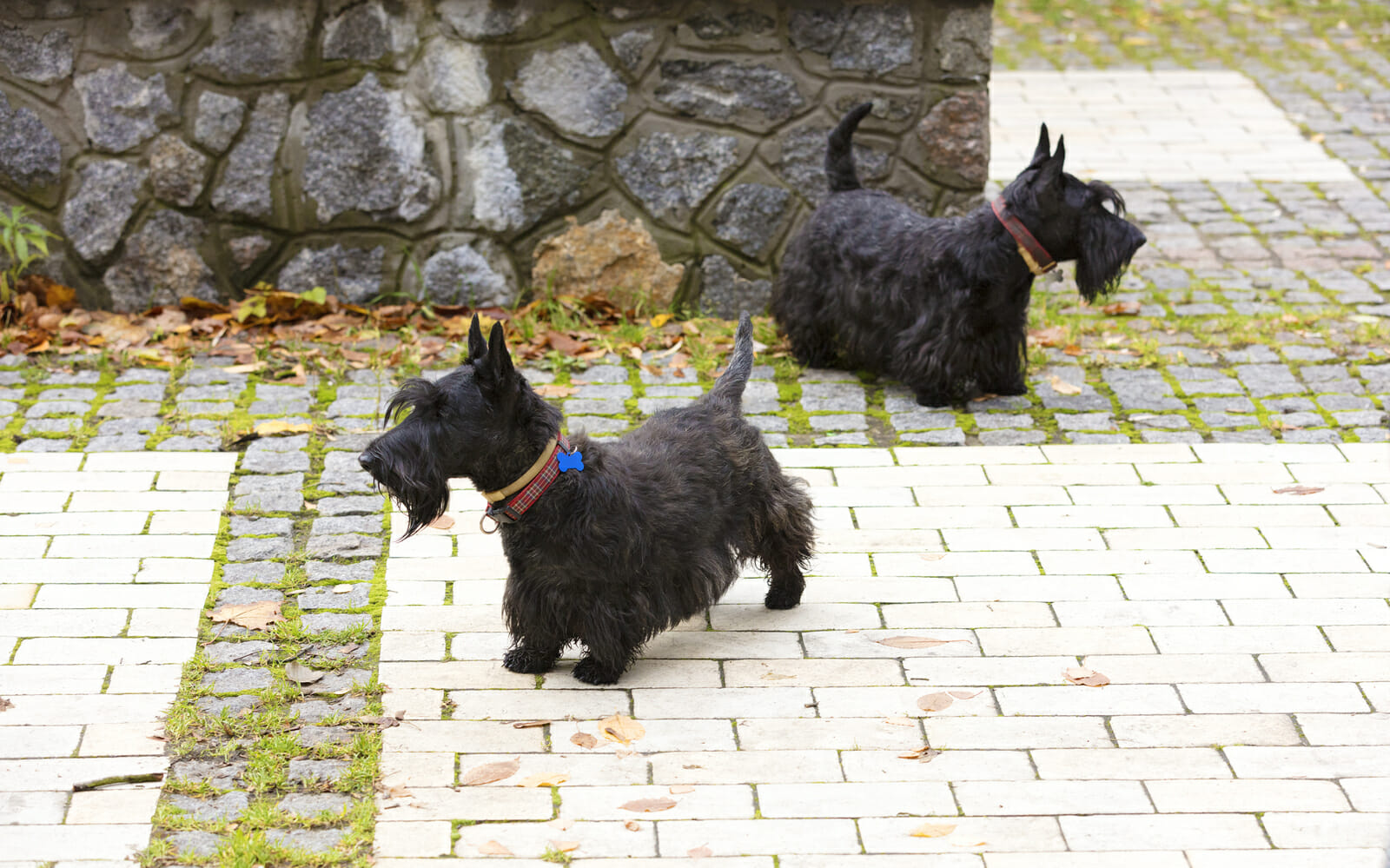 Explaining the AKC Dog Breed Groups: Terriers