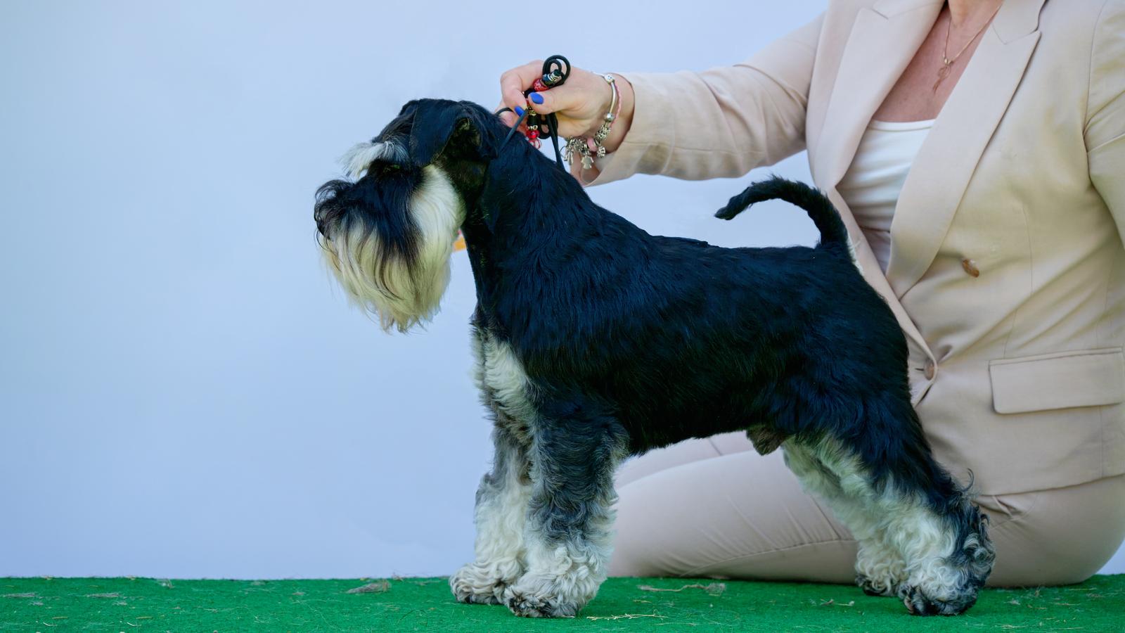 Explaining the AKC Dog Breed Groups: Terriers