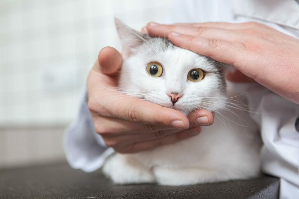 Flying with a Cat: Expert Tips for Stress-Free Travel With Your Pet